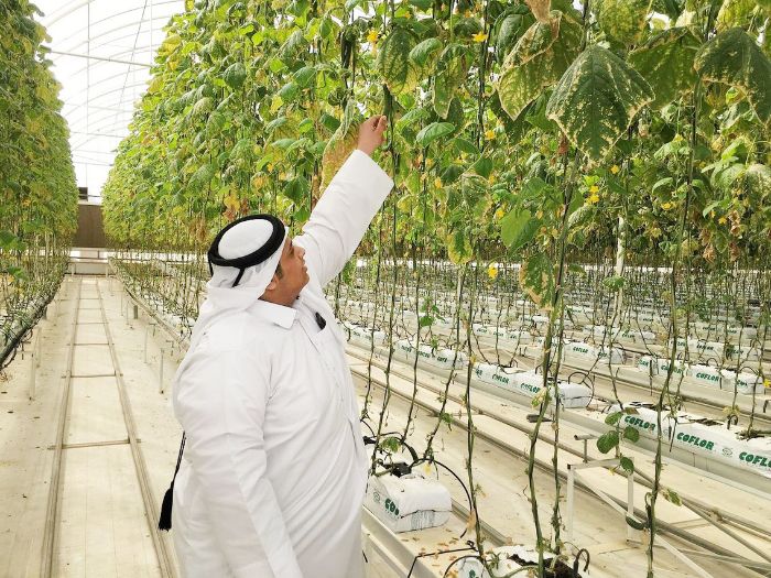 Qatar ranked first in food security in Arab world - TimesKuwait