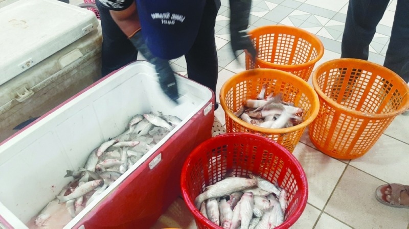 KISR begins preparations to cultivate eight fish and crustacean species ...