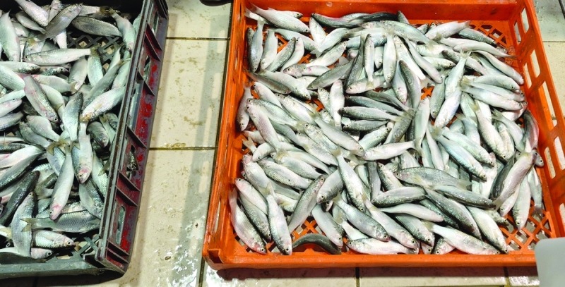 PAAAFR monitors ‘maid’ fishing to balance market supply and ...