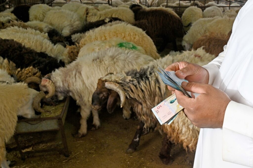 Ramadan rush sends sheep prices soaring; some expected to hit 170 ...
