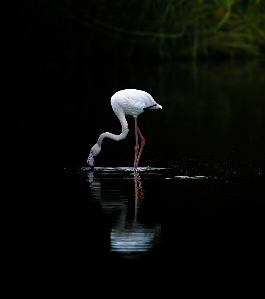Wikipedia launches 2nd photography contest 'Wiki Loves Earth in Kuwait ...